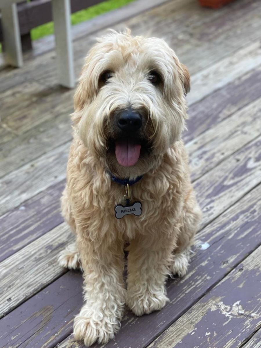Whoodle Dog: The Ultimate Doodle Breed (2025 Guide!)