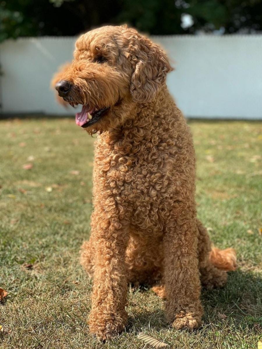 Doodle Breeds 101: Everything You Need To Know