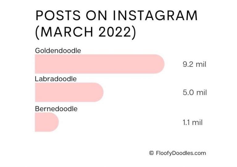 Doodle Breeds 101: Everything You Need To Know