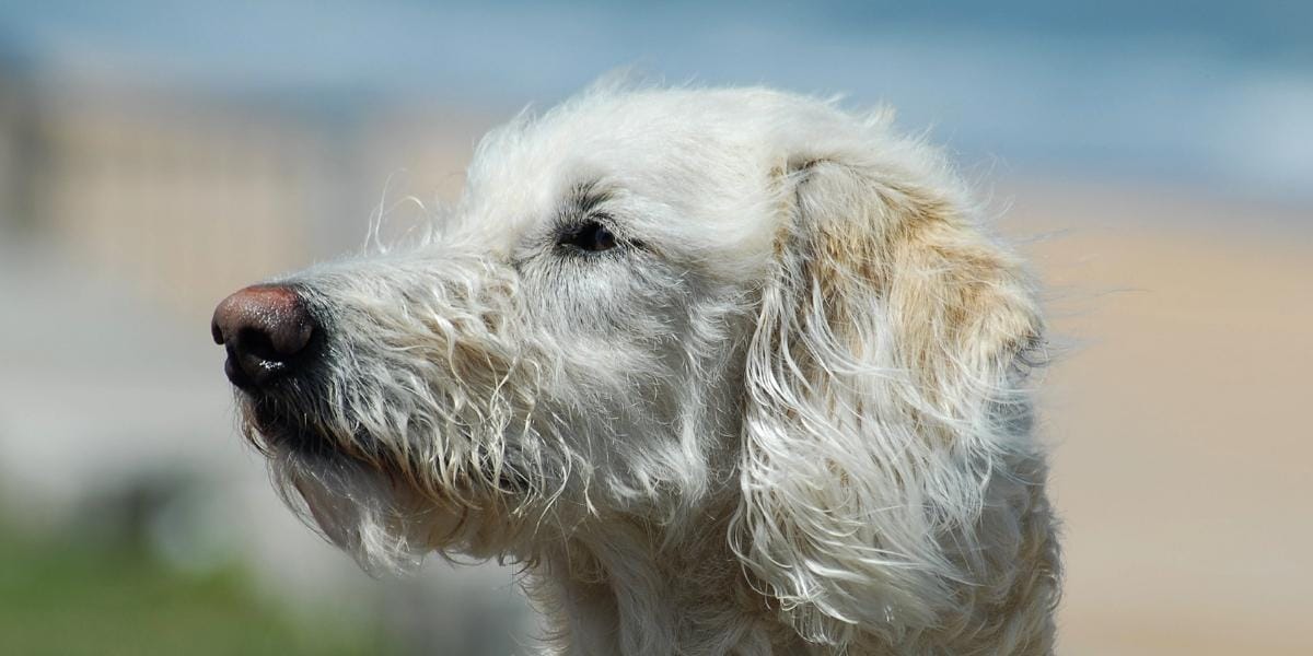 Doodle Breeds 101: Everything You Need To Know