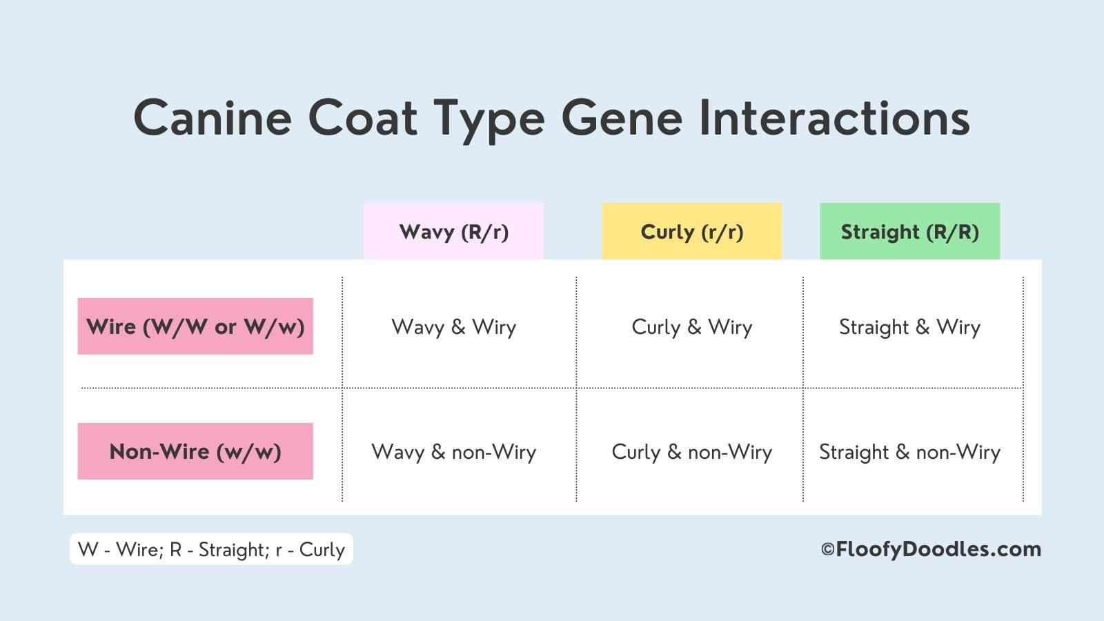 Doodle Breeds 101: Everything You Need To Know