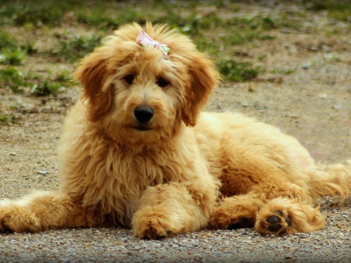 Doodle Breeds 101: Everything You Need To Know