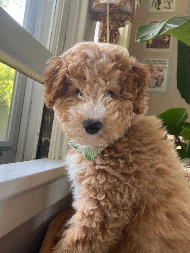 15 Cute Mini Whoodle Pics That Will Make You Melt