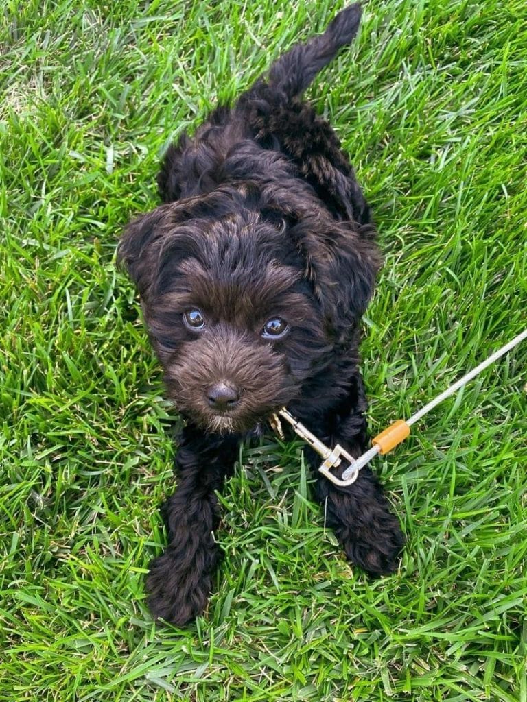 15 Cute Mini Whoodle Pics That Will Make You Melt