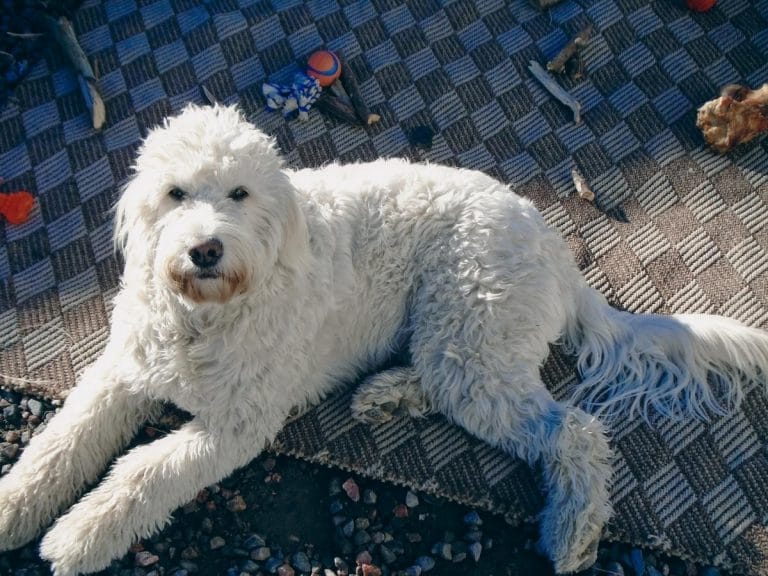 Doodle Breeds 101: Everything You Need To Know