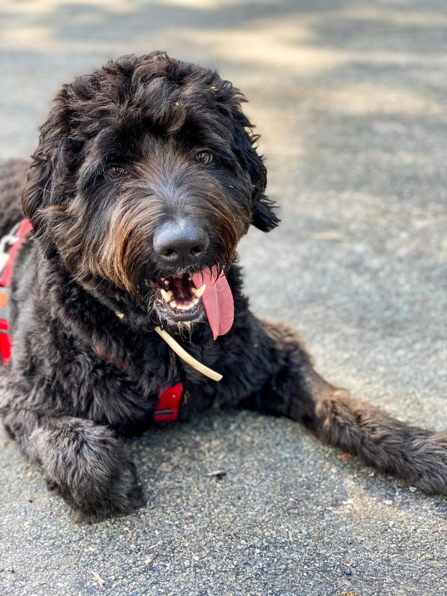 Doodle Breeds 101: Everything You Need To Know