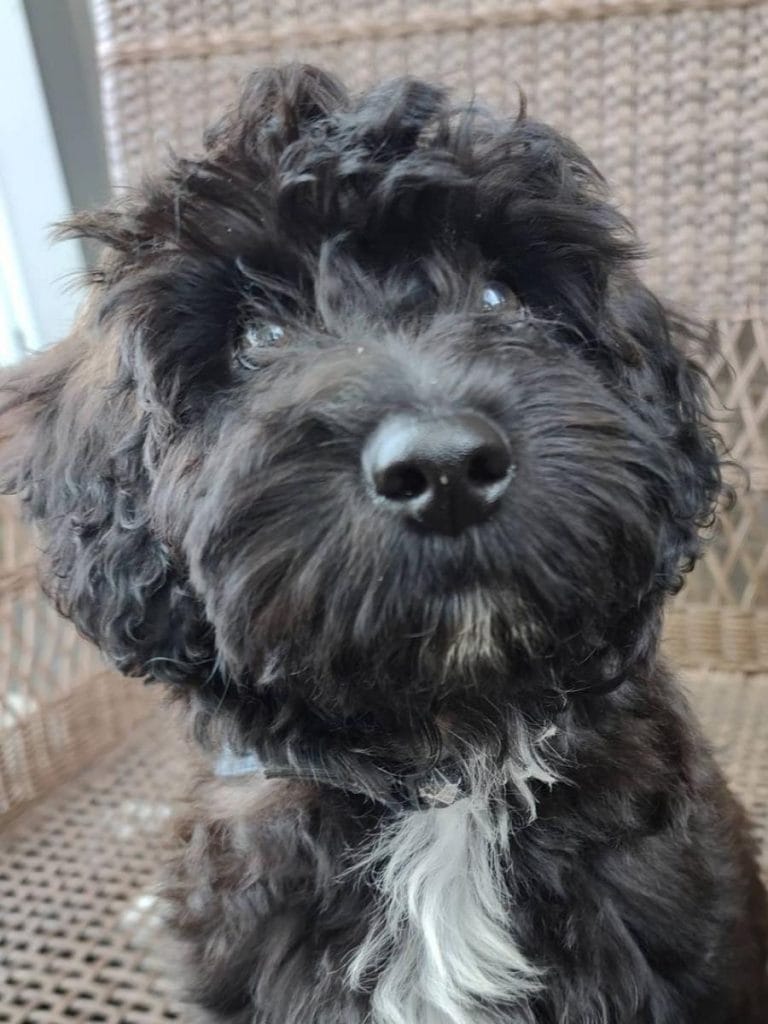 13 Cute Whoodle Pictures You Need to See