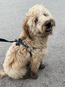 13 Cute Whoodle Pictures You Need to See