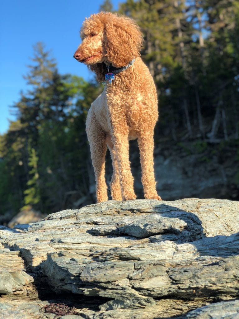 Puli Poodle Mix (Pulipoo): Complete Breed Guide - Floofy Doodles