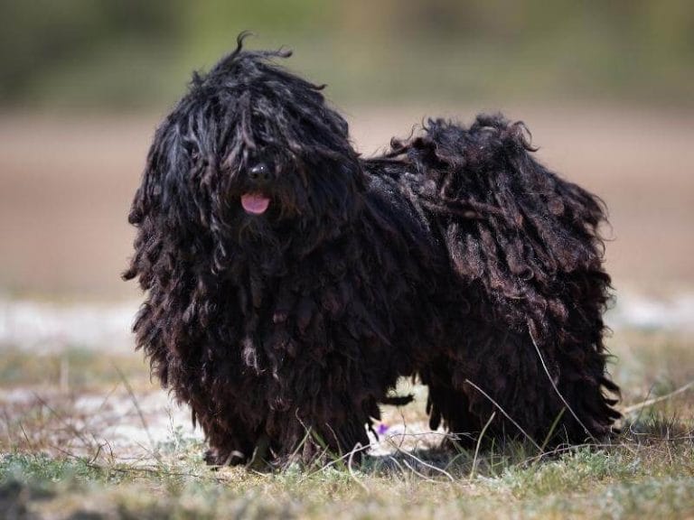 Puli Poodle Mix (Pulipoo): Complete Breed Guide - Floofy Doodles
