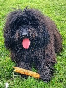 Puli Poodle Mix (Pulipoo): Complete Breed Guide - Floofy Doodles