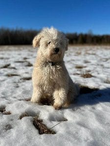 Puli Poodle Mix (Pulipoo): Complete Breed Guide - Floofy Doodles