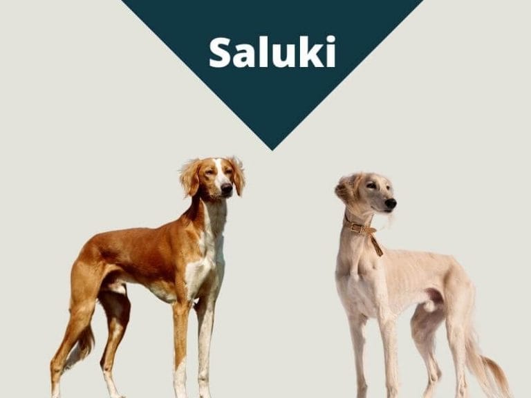 Salukidoodle: The Saluki Poodle Mix Breed Guide