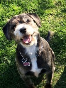 Staffypoo: The Staffordshire Bull Terrier and Poodle Mix