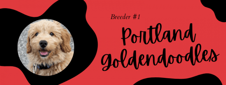 Best Goldendoodle Breeders near Portland OR (2025)