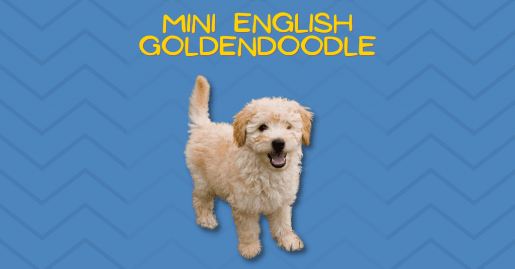 Mini English Goldendoodles 101: Complete Breed Guide