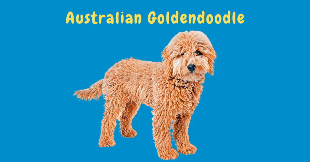 Australian Goldendoodles 101: The Ultimate Doodle Mix