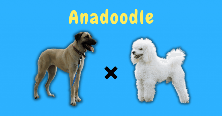 Anadoodle: The Anatolian Shepherd Dog Poodle Mix [Guide]