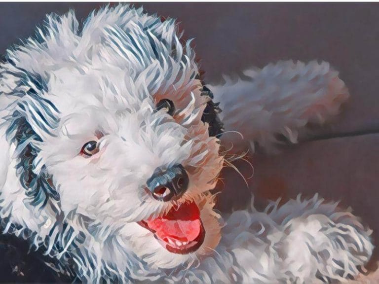 Sheepadoodle 101: Guide to the Fluffiest Poodle Mix
