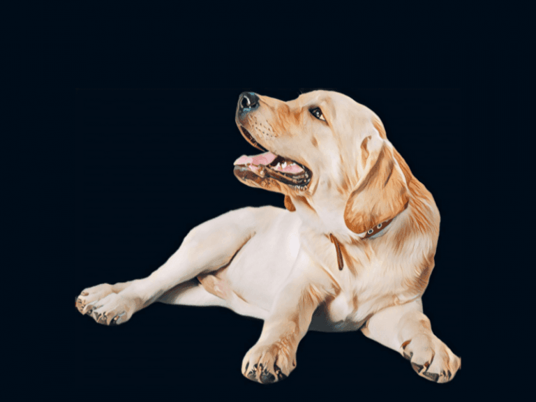 Australian Goldendoodles 101: The Ultimate Doodle Mix