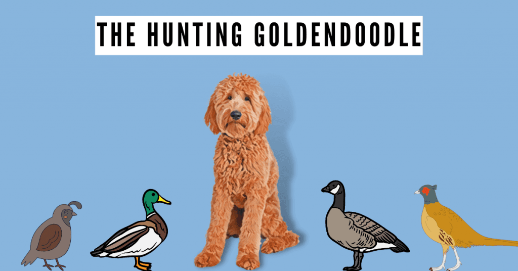 Goldendoodle Hunting Dog: A Perfect Fit for the Field