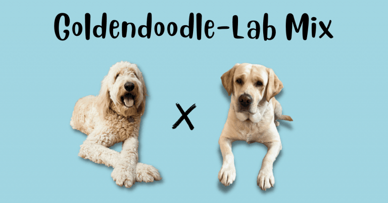 Goldendoodle Labrador Retriever Mix: A New Doodle Dog?