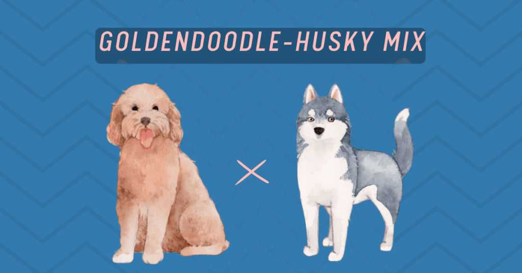 Goldendoodle Siberian Husky Mix: Breed Guide (with Pics!)