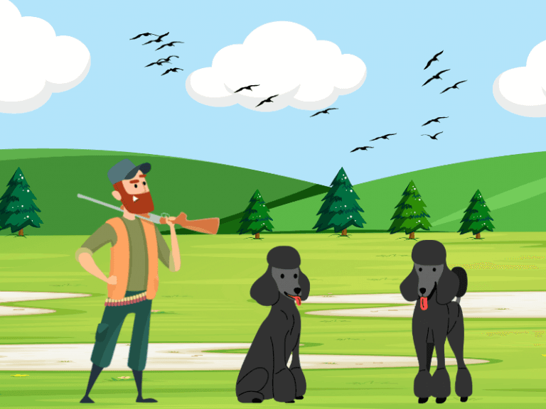Goldendoodle Hunting Dog: A Perfect Fit for the Field