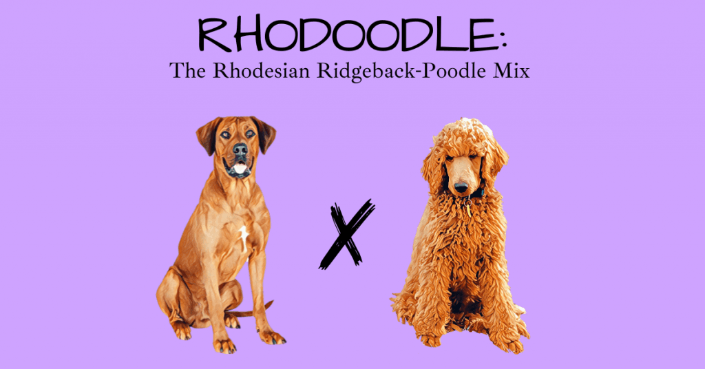 Rhodoodle: The Rhodesian Ridgeback Poodle Mix [Guide]