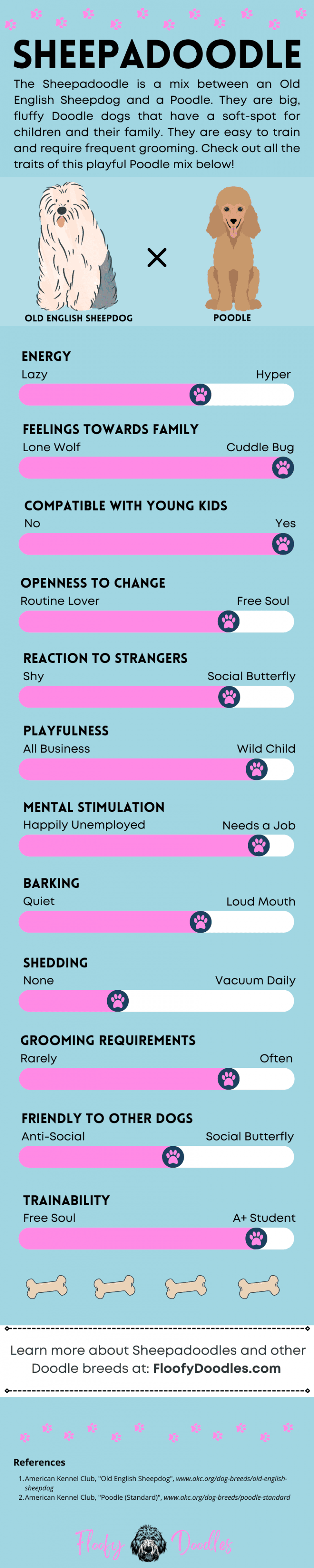 Sheepadoodle 101: Guide to the Fluffiest Poodle Mix