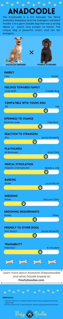 Anadoodle: The Anatolian Shepherd Dog Poodle Mix [Guide]