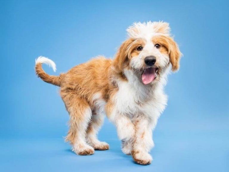 Australian Goldendoodles 101: The Ultimate Doodle Mix