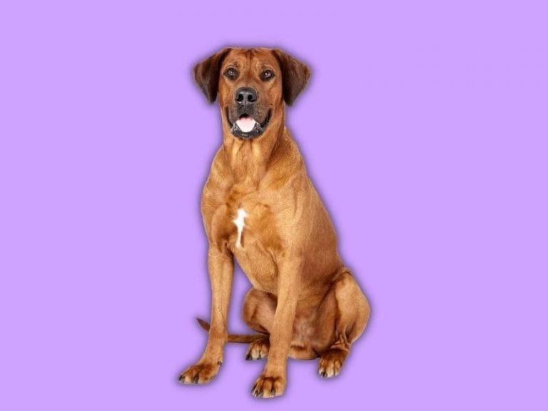 Rhodoodle: The Rhodesian Ridgeback Poodle Mix [Guide]