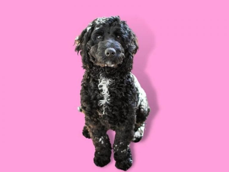 Tuxedo Goldendoodle: The Unique Coat Pattern Explained