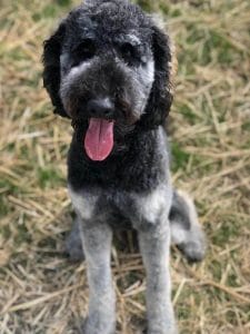 Phantom Goldendoodle: Rare Colors and Patterns Explained