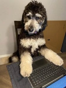 Phantom Goldendoodle: Rare Colors and Patterns Explained