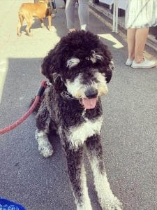 Phantom Goldendoodle: Rare Colors and Patterns Explained