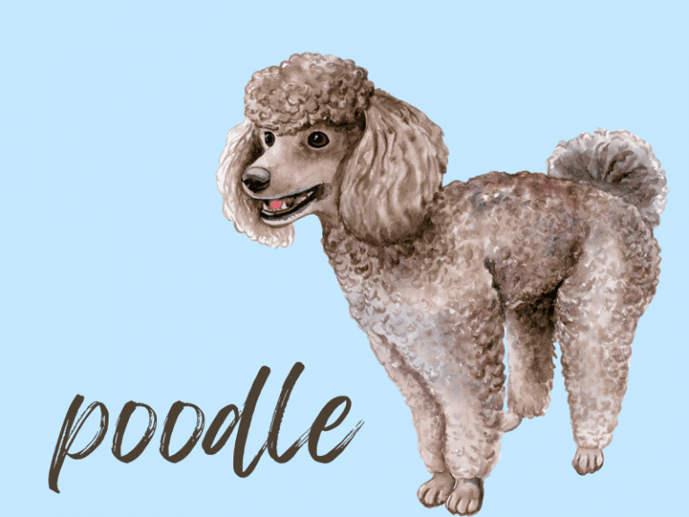 Basenjidoodle: The Basenji Poodle Mix [Breed Guide]