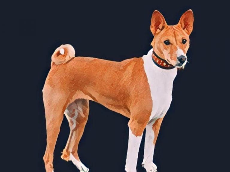 Basenjidoodle: The Basenji Poodle Mix [Breed Guide]