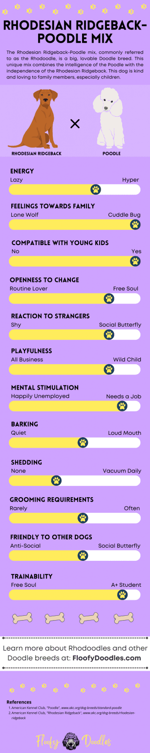 Rhodoodle: The Rhodesian Ridgeback Poodle Mix [Guide]