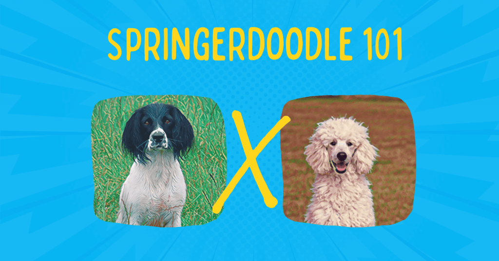 Springerdoodle: English Springer Spaniel Poodle Mix