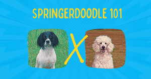 Springerdoodle: English Springer Spaniel Poodle Mix