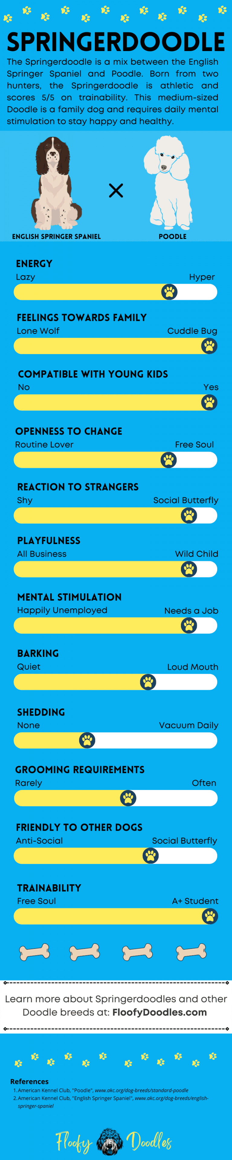 Springerdoodle: English Springer Spaniel Poodle Mix