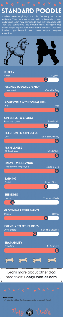 Standard Poodle: A Curly Haired Water Dog [Breed Guide]