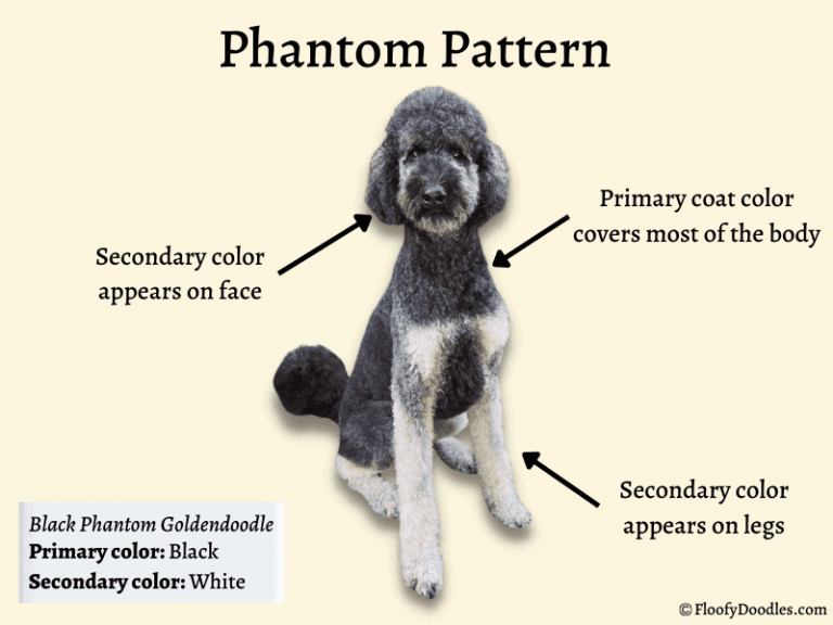Phantom Goldendoodle: Rare Colors and Patterns Explained
