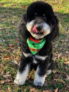 Phantom Goldendoodle: Rare Colors and Patterns Explained