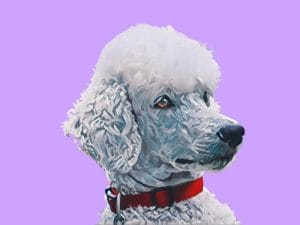 Rhodoodle: The Rhodesian Ridgeback Poodle Mix [Guide]