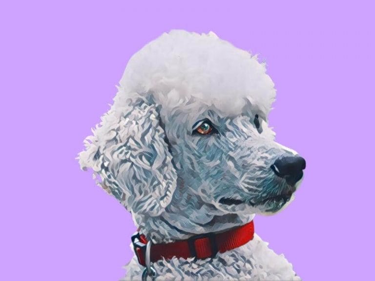 Rhodoodle: The Rhodesian Ridgeback Poodle Mix [Guide]