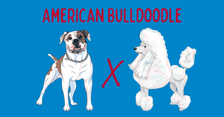 American Bulldoodle: American Bulldog Poodle Mix [Guide]