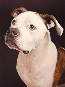 American Bulldoodle: American Bulldog Poodle Mix [Guide]